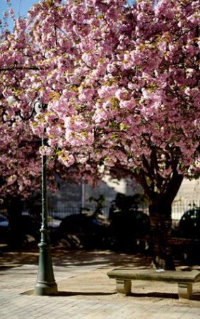 Le square Gabriel-Pierné et le square Honoré Champion